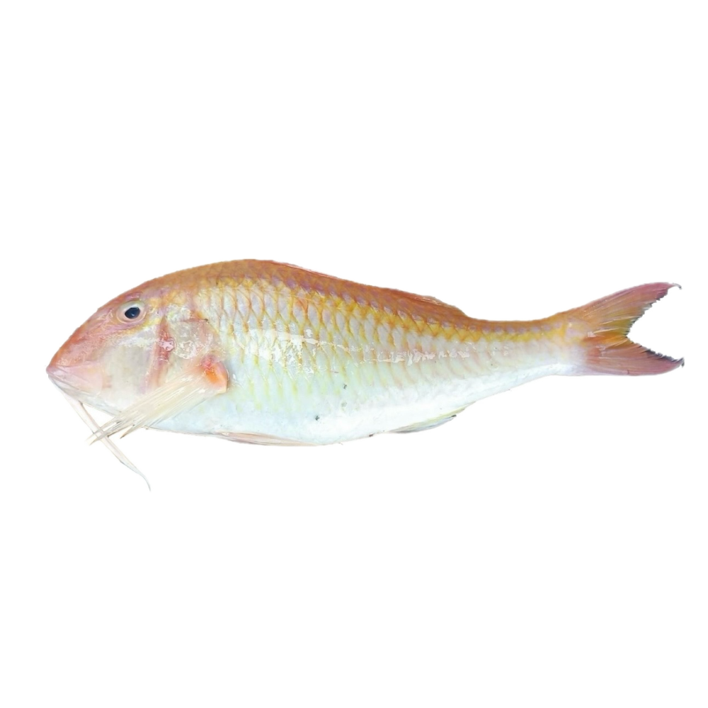 Our Product – Frozen Seafood Exporter