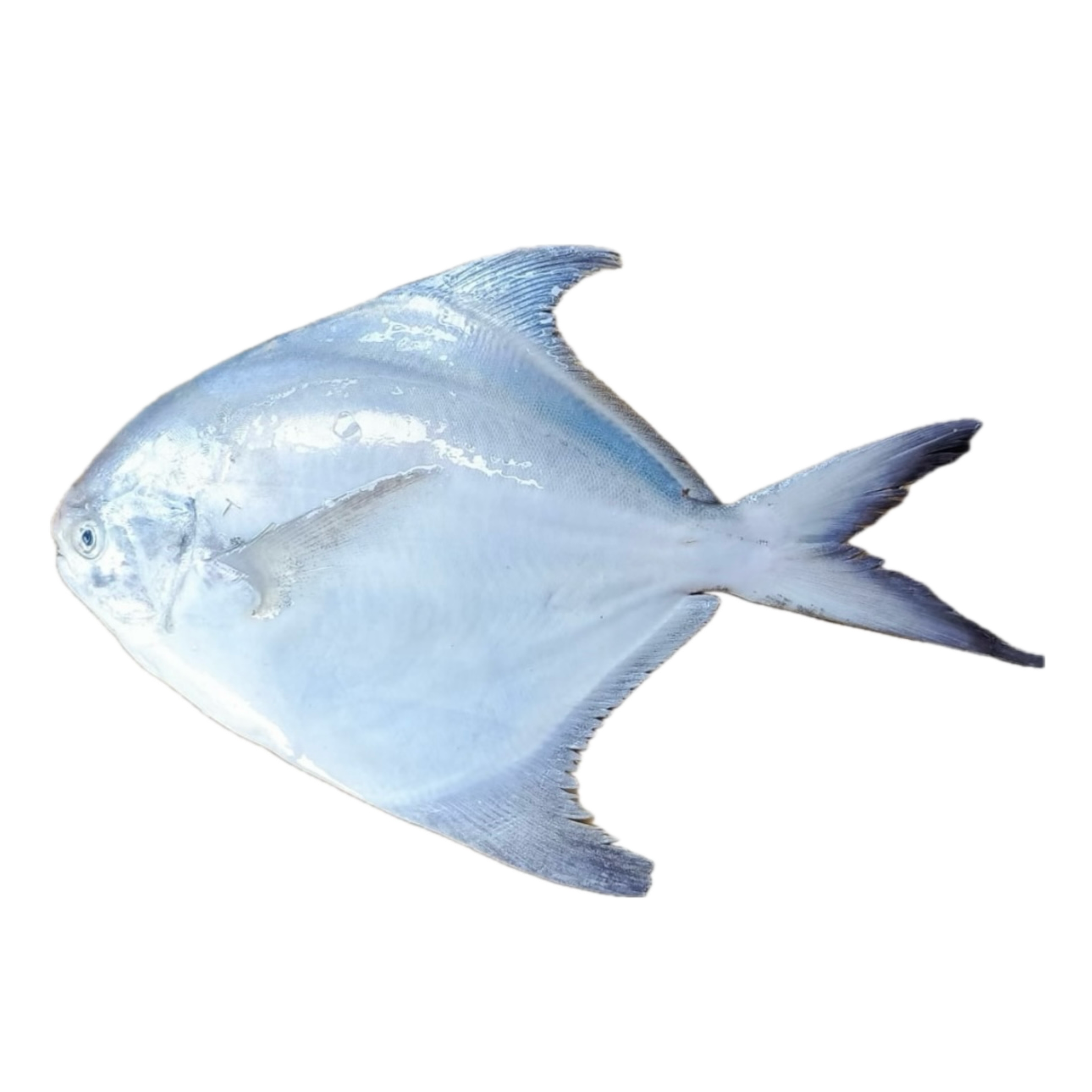 Our Product – Frozen Seafood Exporter
